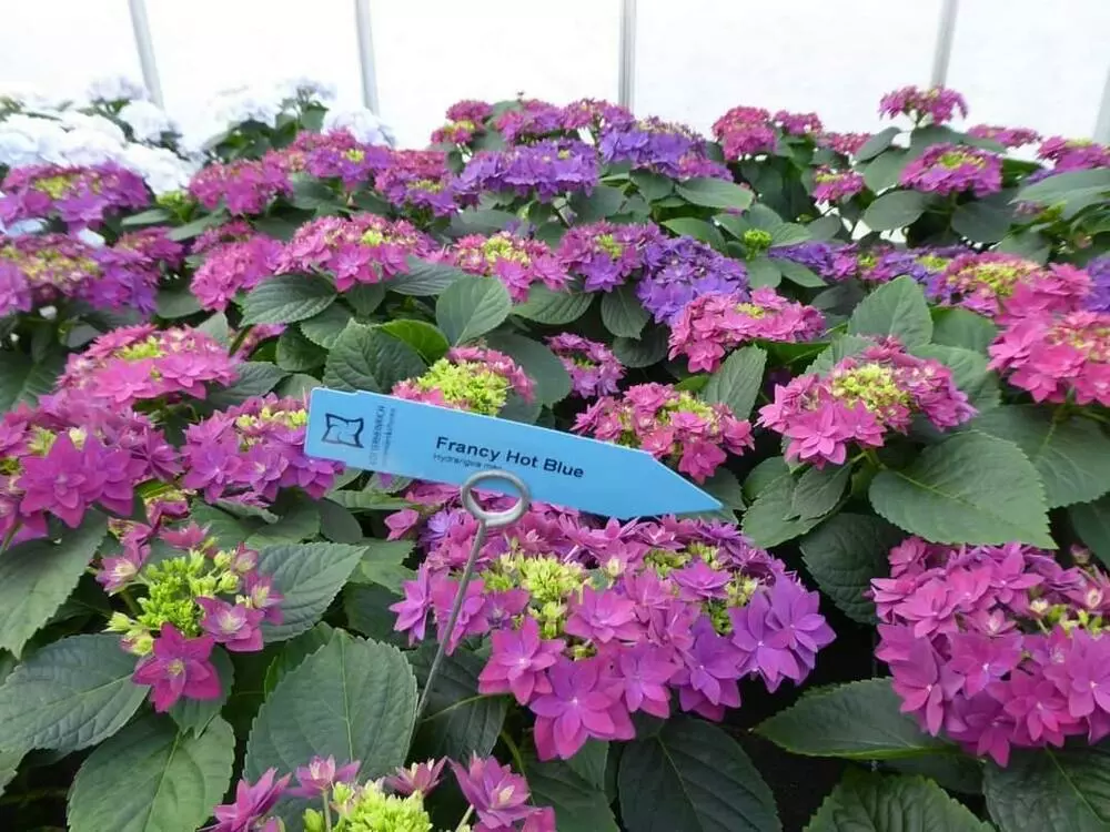 Гортензия крупнолистная Francy Hot blue (Франц хот блу). - купить на ...